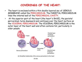 Lecture 3 the cardiovascular system | PPT