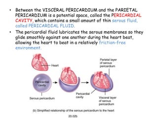 Lecture 3 the cardiovascular system | PPT