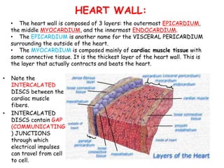 Lecture 3 the cardiovascular system | PPTX