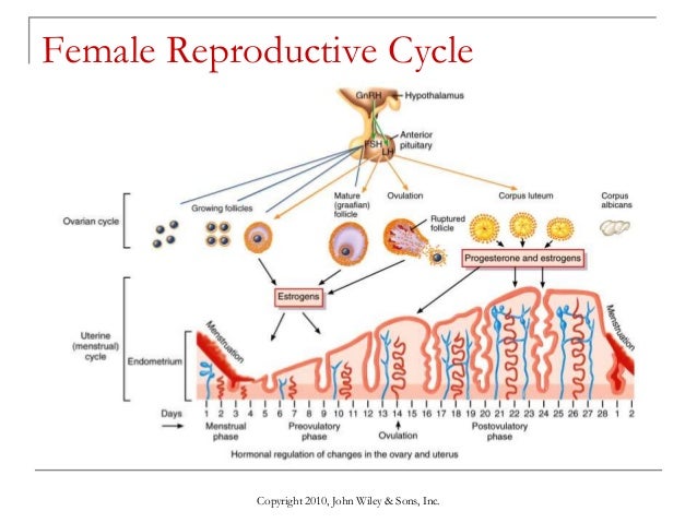 Reproductive Cycle Diagram
