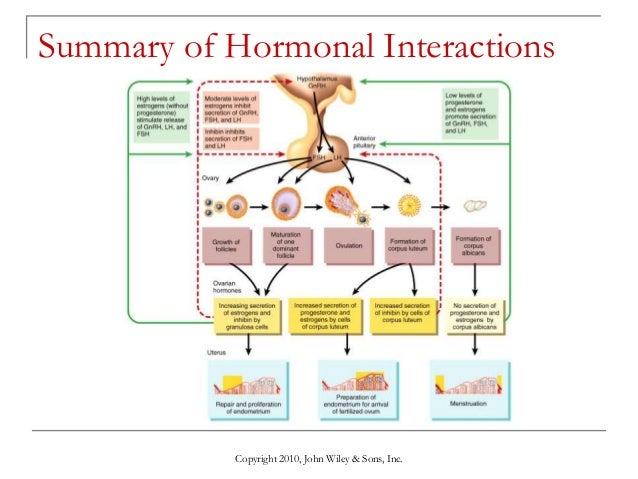 Hormonal Interactions During The Ovarian Cycle