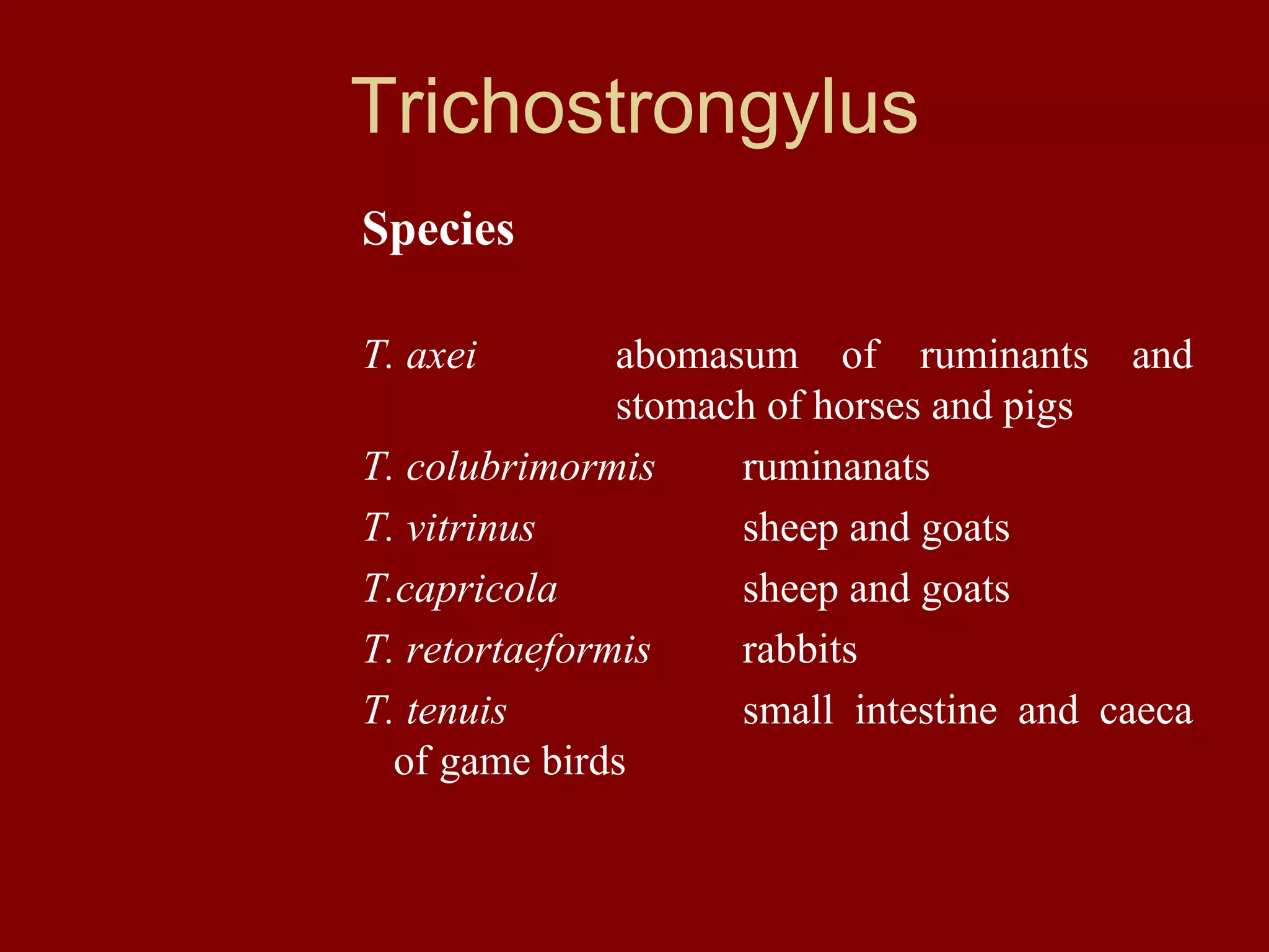 Lecture 3 trichostrongylus | PPT