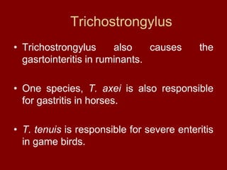 Lecture 3 trichostrongylus | PPT