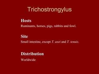 Lecture 3 trichostrongylus | PPT