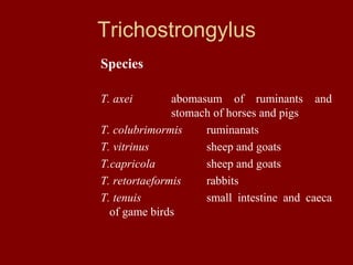 Lecture 3 trichostrongylus | PPT