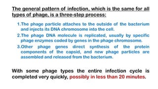Lecture 3 Vectors II.pdf molecular biology | PDF