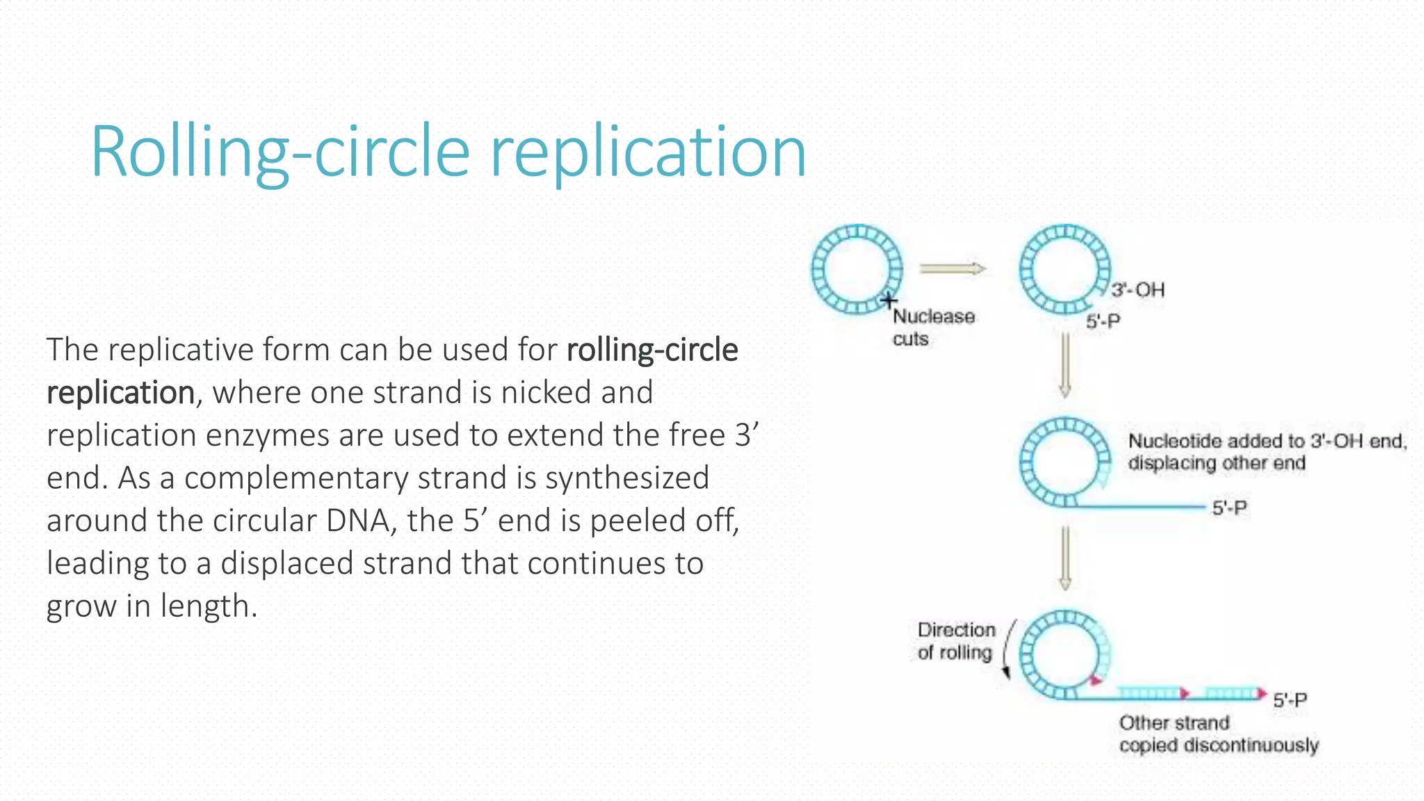 Lecture 3 Viral Genomes.pptx | Biological Sciences | Science