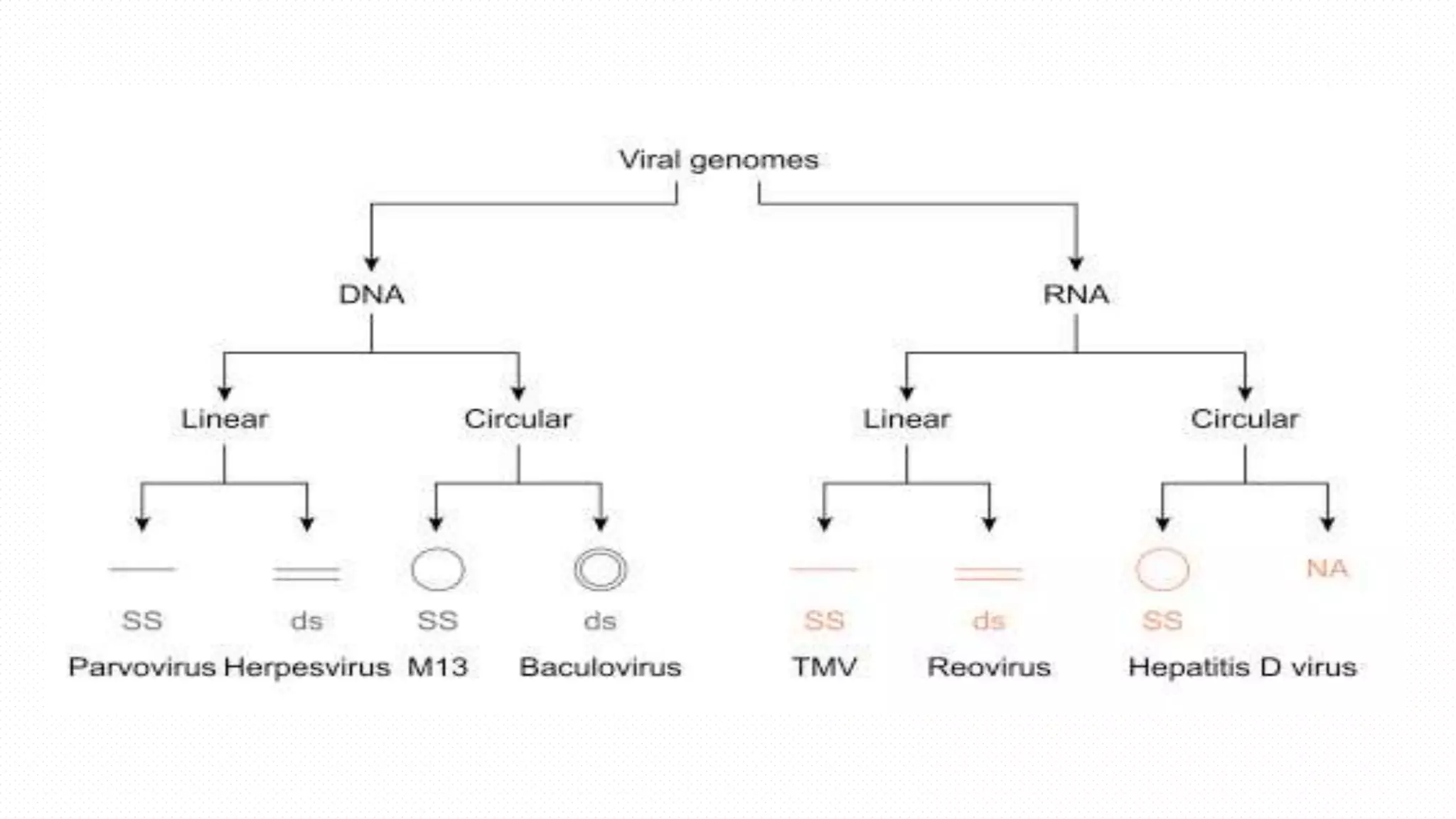 Lecture 3 Viral Genomes.pptx | Biological Sciences | Science