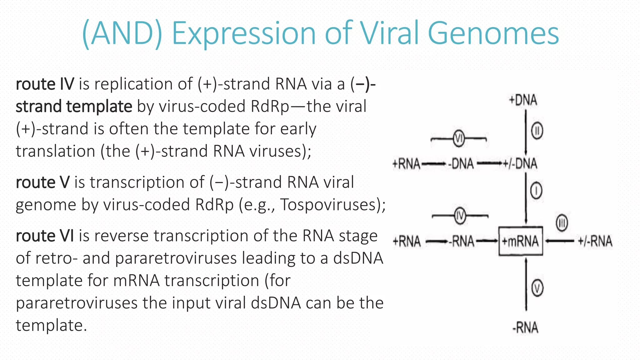 Lecture 3 Viral Genomes.pptx | Biological Sciences | Science