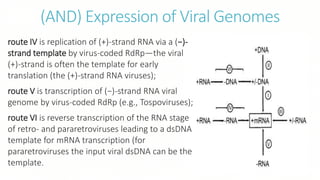 Lecture 3 Viral Genomes.pptx | Biological Sciences | Science