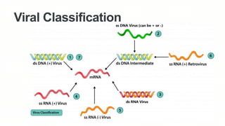 Lecture 3 Viral Genomes.pptx | Biological Sciences | Science