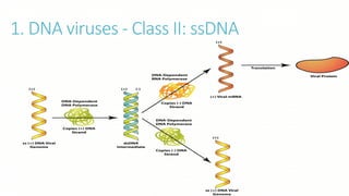 Lecture 3 Viral Genomes.pptx | Biological Sciences | Science