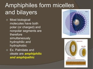 Lecture 3 Water and pH_Kani.ppt