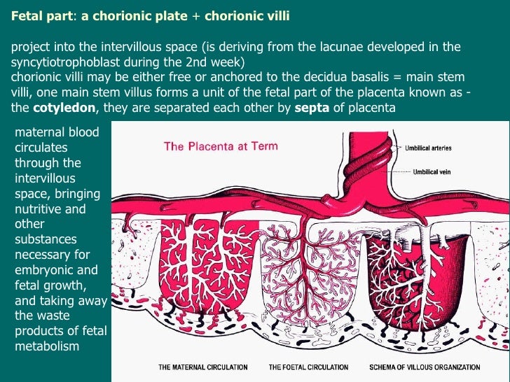 Chorionic Plate