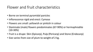 Production technology of Mango | PPTX