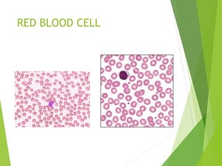 Lecture 4. classification of anemia | PPTX
