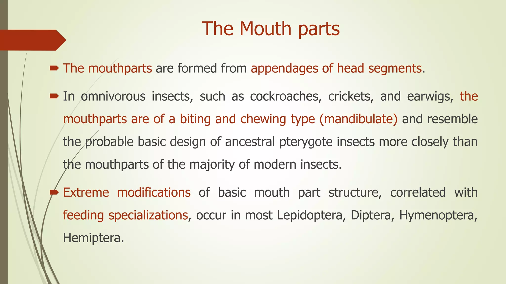 Insect head | PPTX