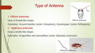 Insect head | PPTX | Beekeeping | Hobbies & Interests