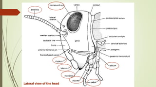 Insect head | PPTX