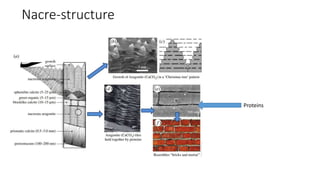 Biomimetic materials | PPTX