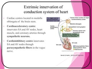 Lecture 4. CVS Physiology copy.pptx