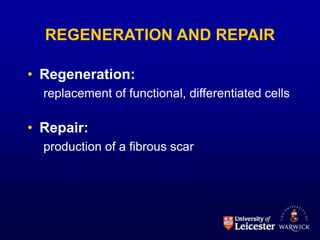 Regeneration & repair.ppt
