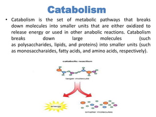 Lecture 4.pptx