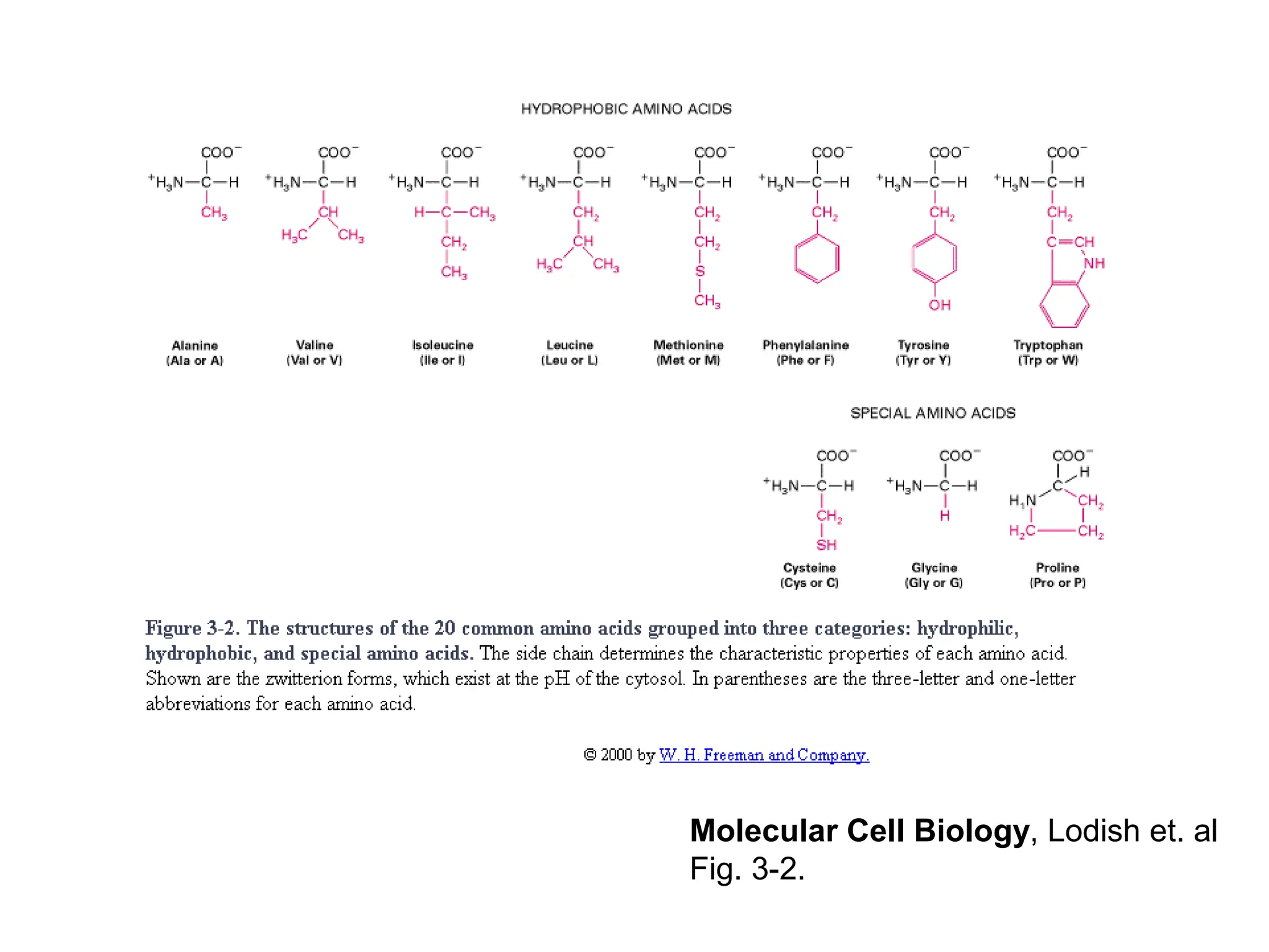 lecture4.ppt Sequence Alignmentaldf sdfsadf | PPT
