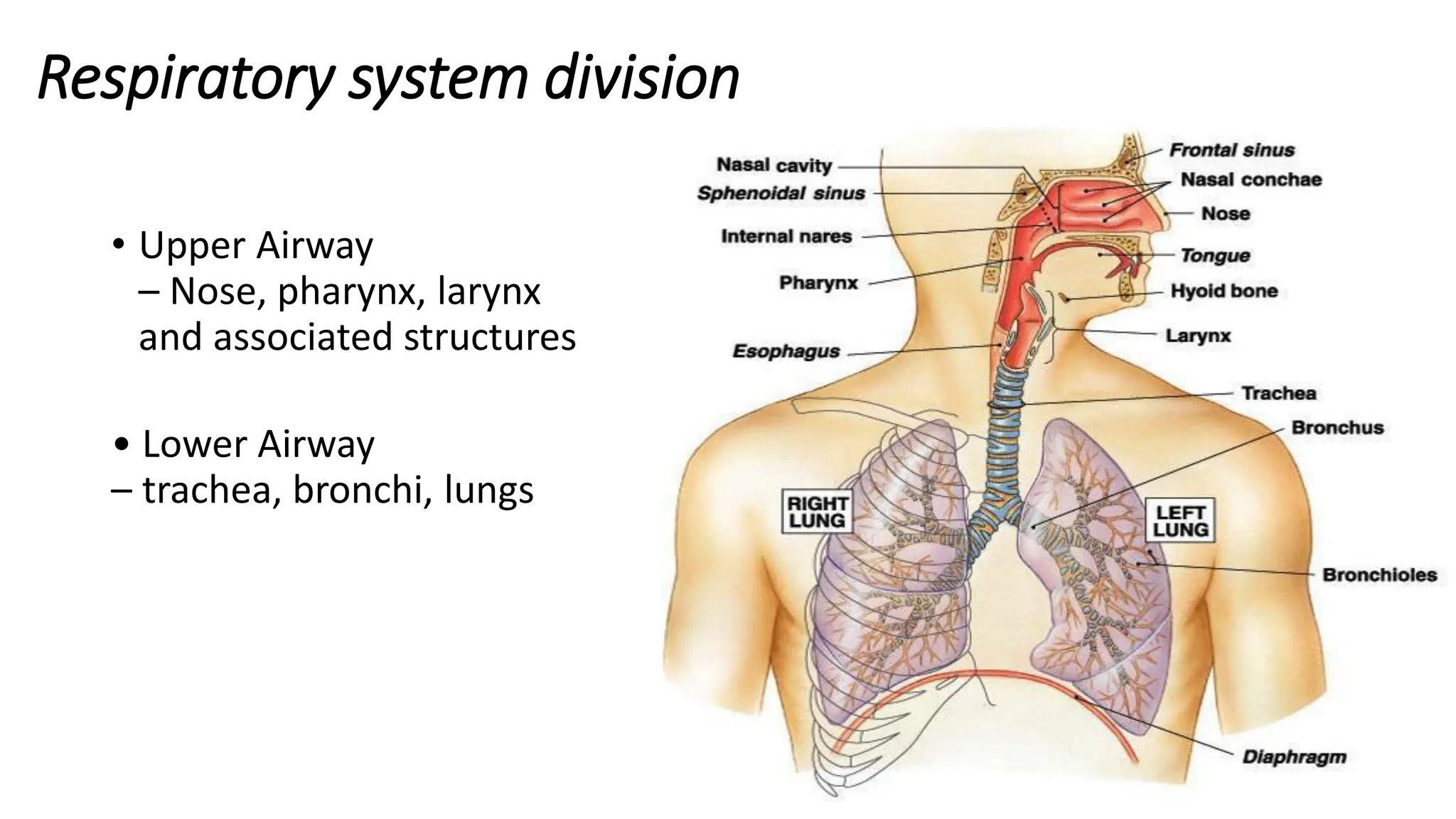 Respiration Physiology Doctor of Pharmacy | PPT