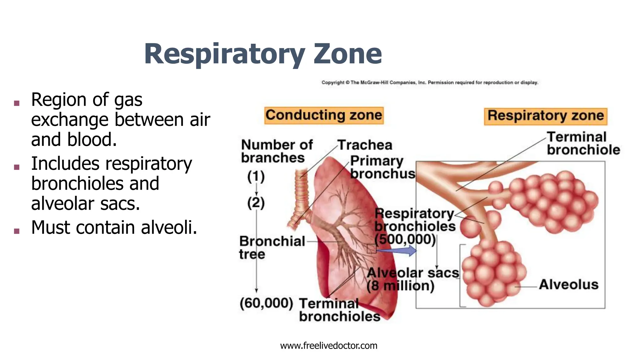 Respiration Physiology Doctor of Pharmacy | PPT