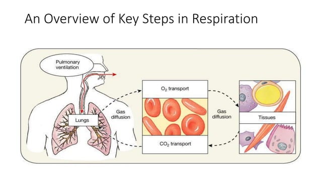 Respiration Physiology Doctor of Pharmacy | PPT