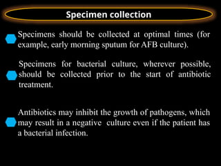 Specimen collection gnjbbvvjnbvvvbmvccch | PPT | Free Download