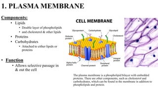 Lecture 4 - Introduction to Cell Biology 23-24.pdf