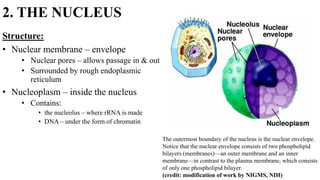 Lecture 4 - Introduction to Cell Biology 23-24.pdf