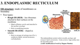 Lecture 4 - Introduction to Cell Biology 23-24.pdf
