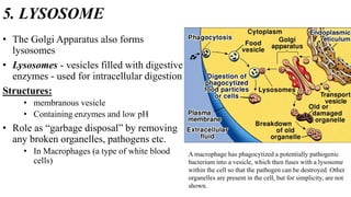 Lecture 4 - Introduction to Cell Biology 23-24.pdf