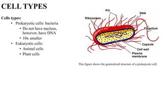 Lecture 4 - Introduction to Cell Biology 23-24.pdf