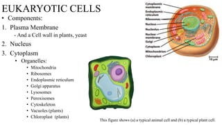Lecture 4 - Introduction to Cell Biology 23-24.pdf