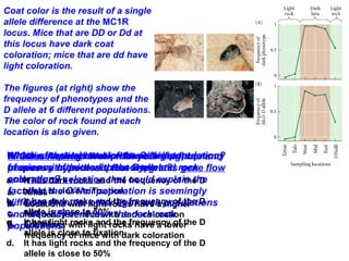 Lecture 4.6 - Mutation, Gene Flow, & Natural Selection.pptx