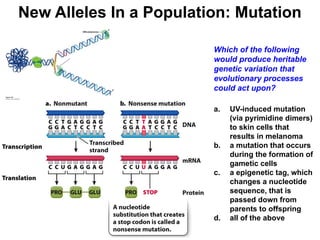 Lecture 4.6 - Mutation, Gene Flow, & Natural Selection.pptx