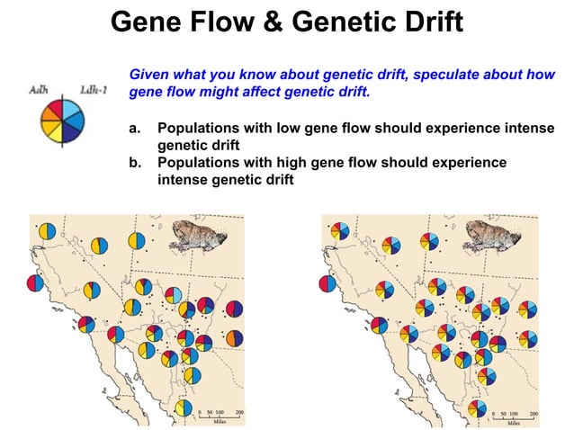 Lecture 4.6 - Mutation, Gene Flow, & Natural Selection.pptx