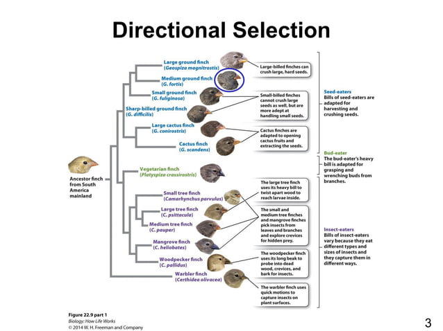 Lecture 4.7 - Directional, Stabilizing & Disruptive Selection.pptx