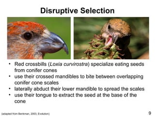 Lecture 4.7 - Directional, Stabilizing & Disruptive Selection.pptx