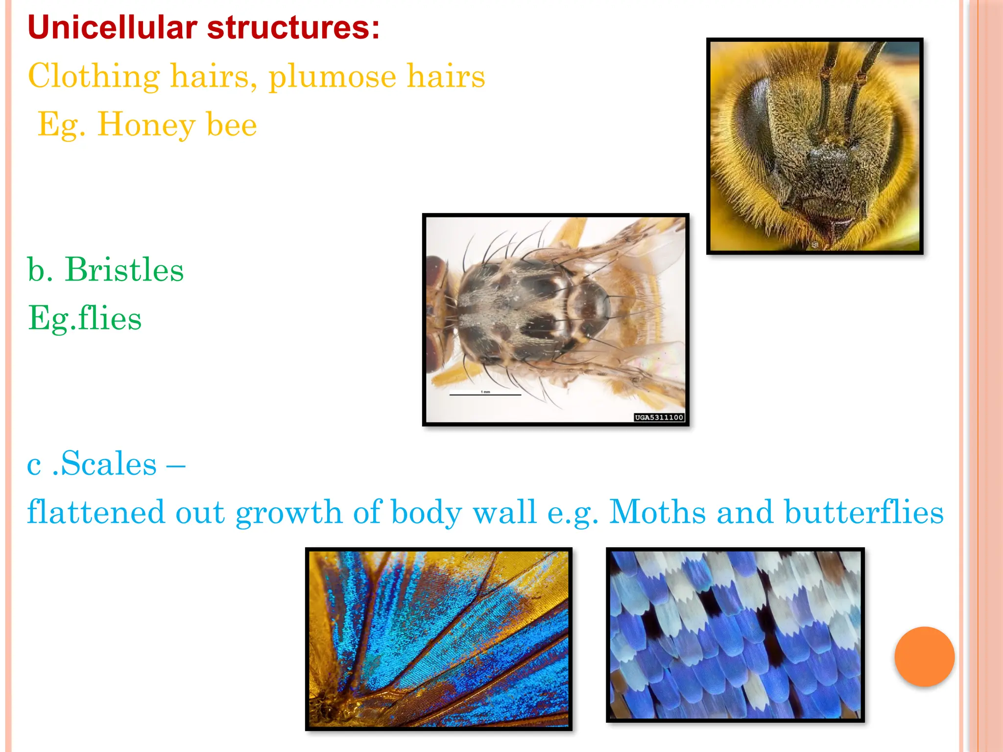 Lecture 4. Cuticular processes of insect | PPTX
