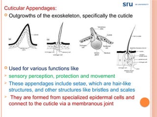 Lecture 4. Cuticular processes of insect | PPTX