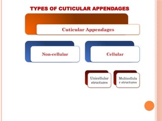 Lecture 4. Cuticular processes of insect | PPTX