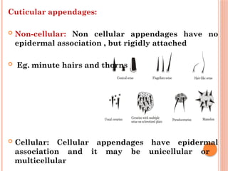 Lecture 4. Cuticular processes of insect | PPTX