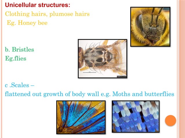 Lecture 4. Cuticular processes of insect | PPTX