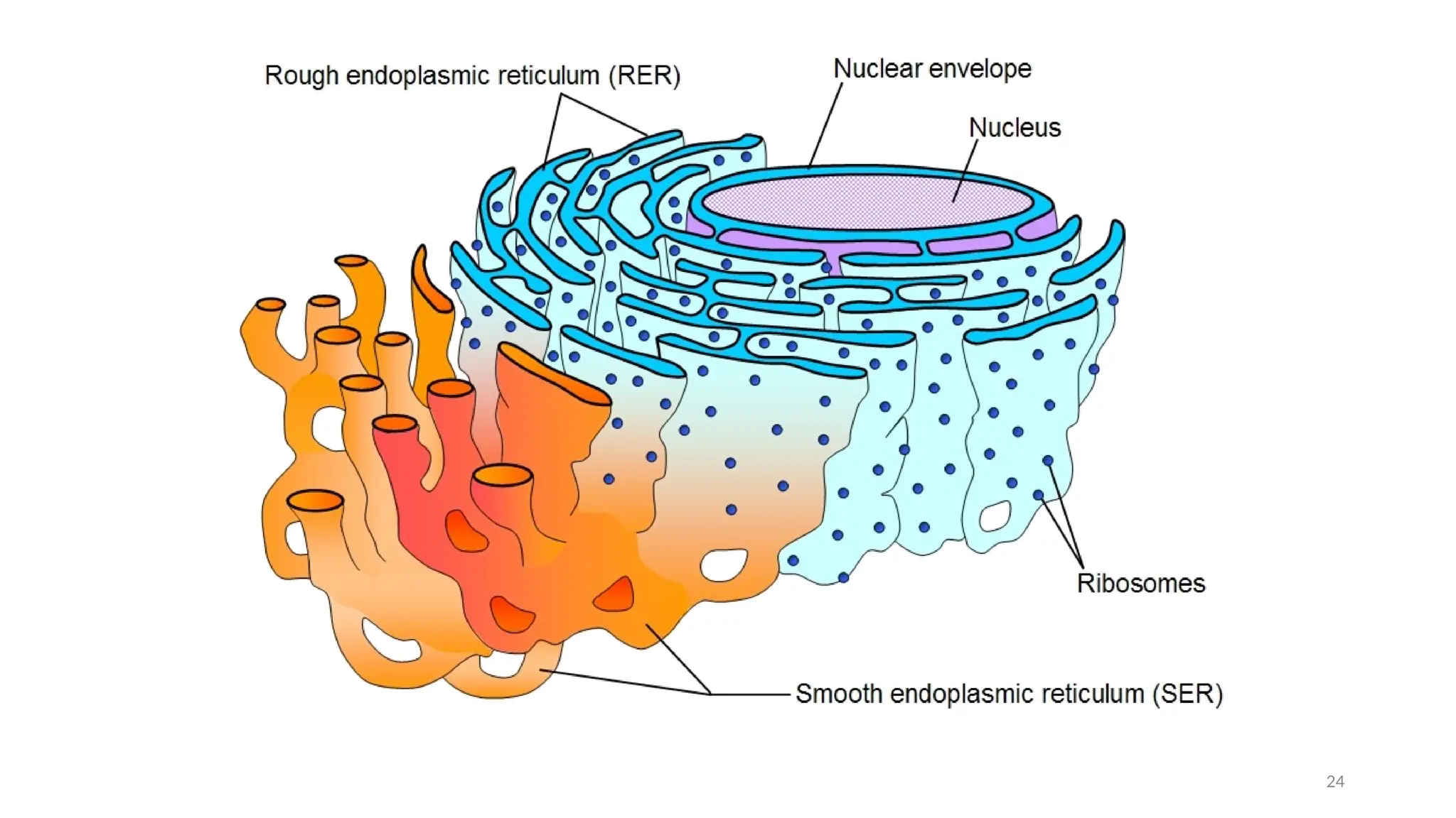 Principle of cellular life structure and function | PPTX