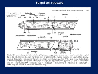 pl pathology- fungal cell structure.pptx